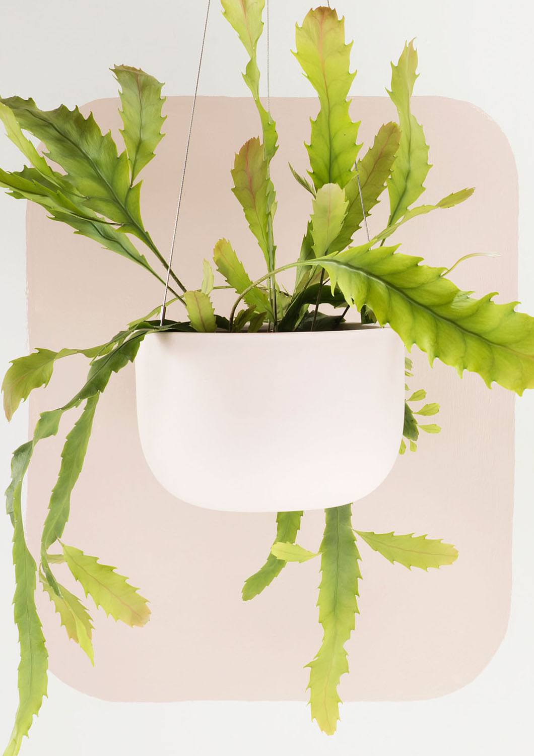 Raw Earth Hanging Planter - Angus & Celeste