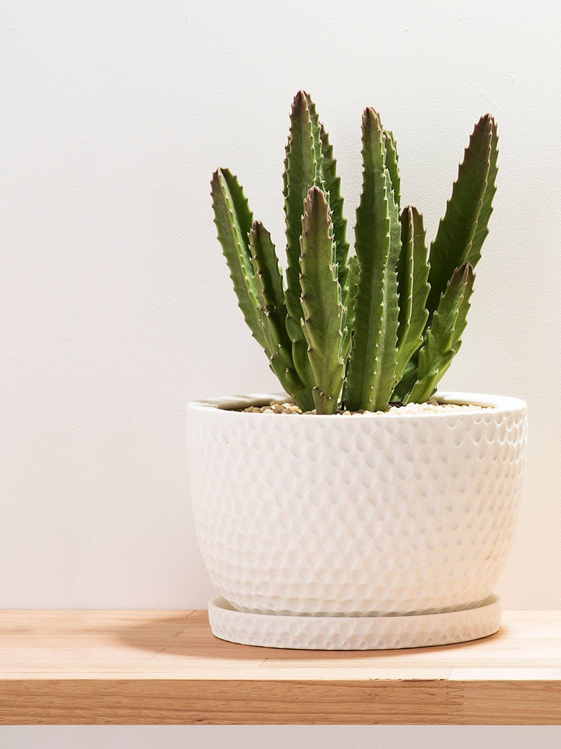Embossed Plant Pot - Angus & Celeste