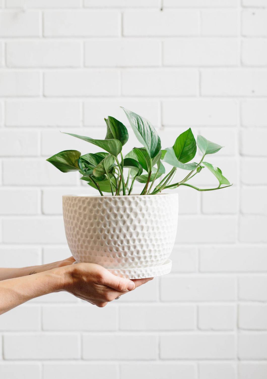 Embossed Plant Pot - Angus & Celeste