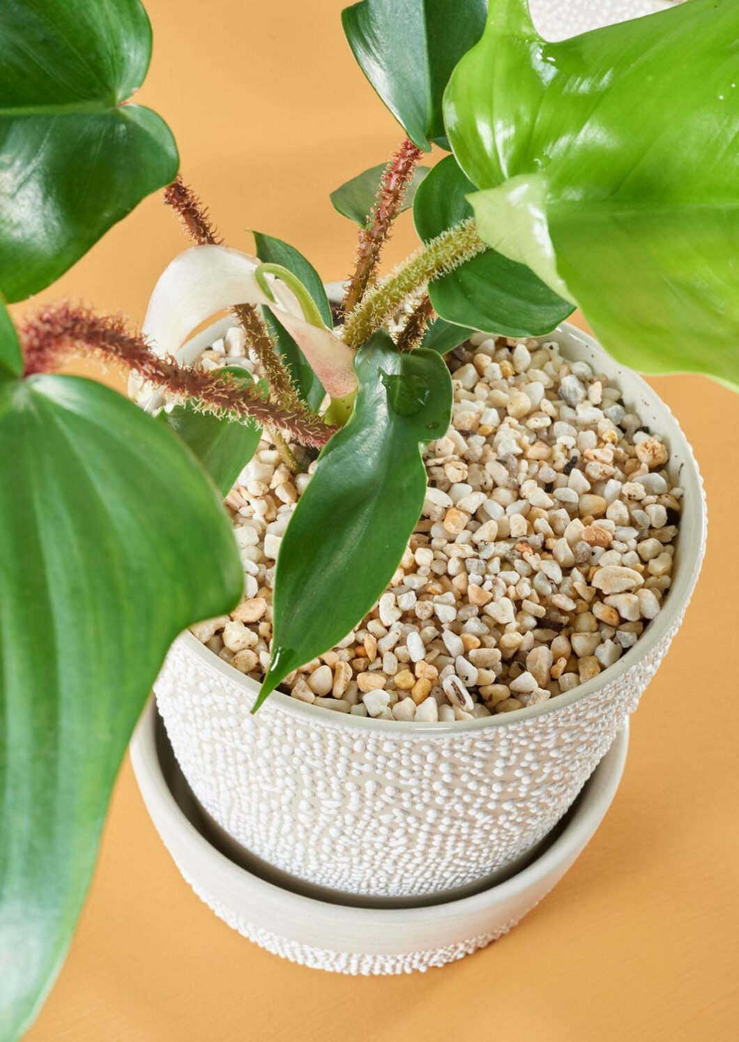 White-Water Bead Plant Pots | Modern Ceramics | For Indoor Plants