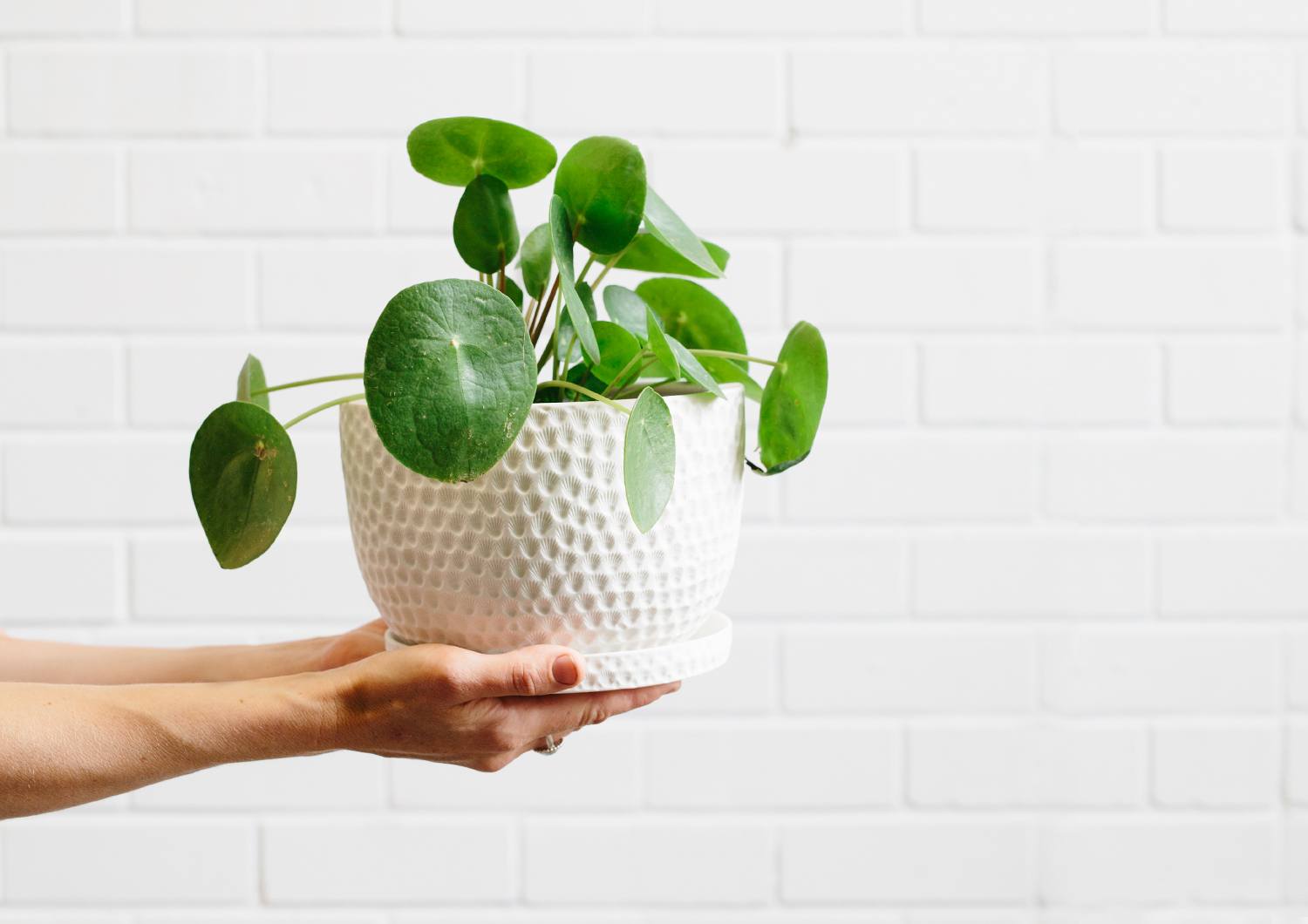 Embossed Plant Pots | Hand-stamped Porcelain | Planter Bowls