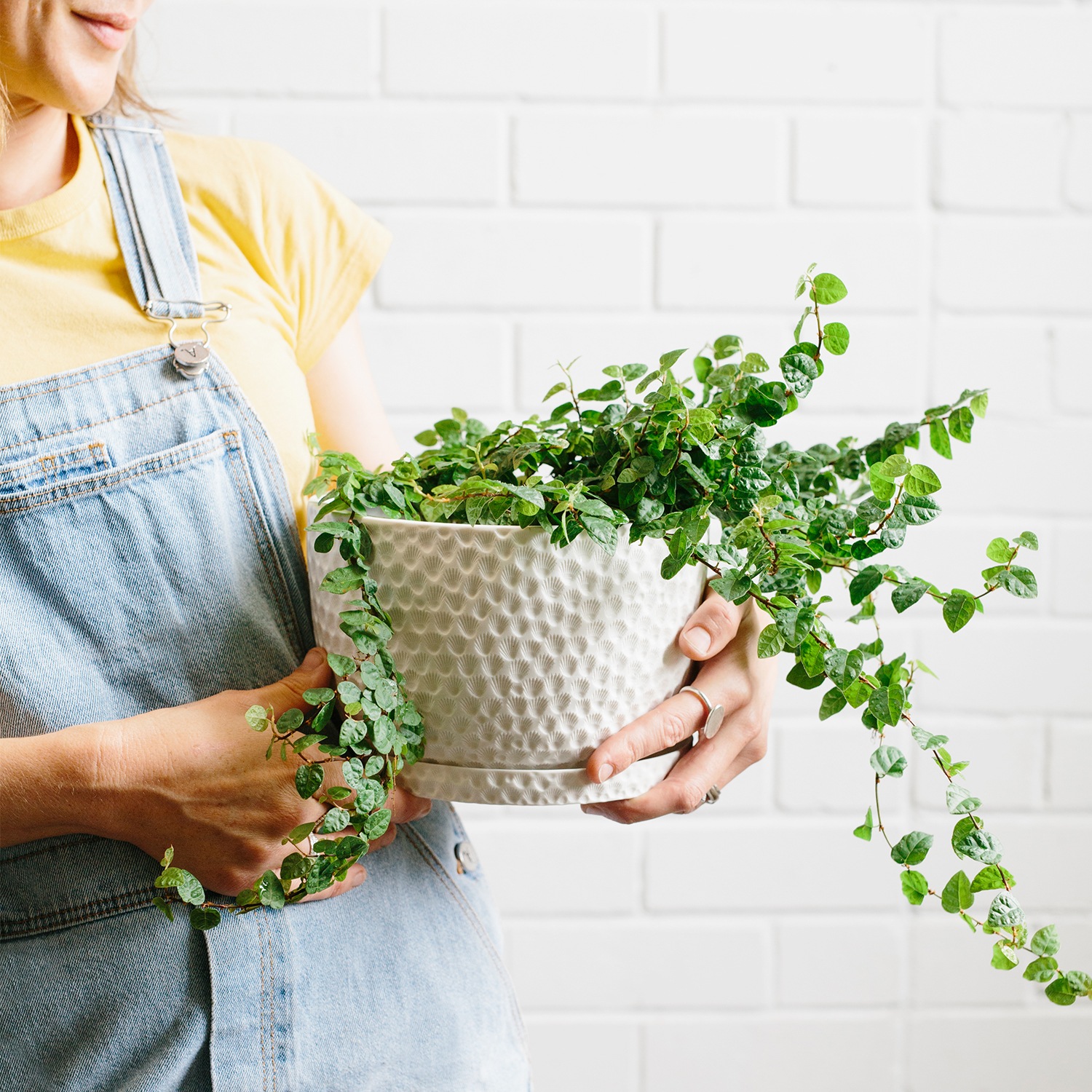 Embossed Plant Pots | Hand-stamped Porcelain | Planter Bowls