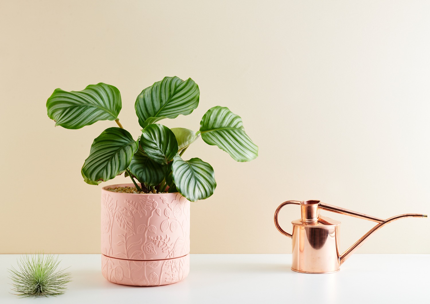 Ceramic Folia Relief Plant Pots | Modern Designer Colourful Plant Pots