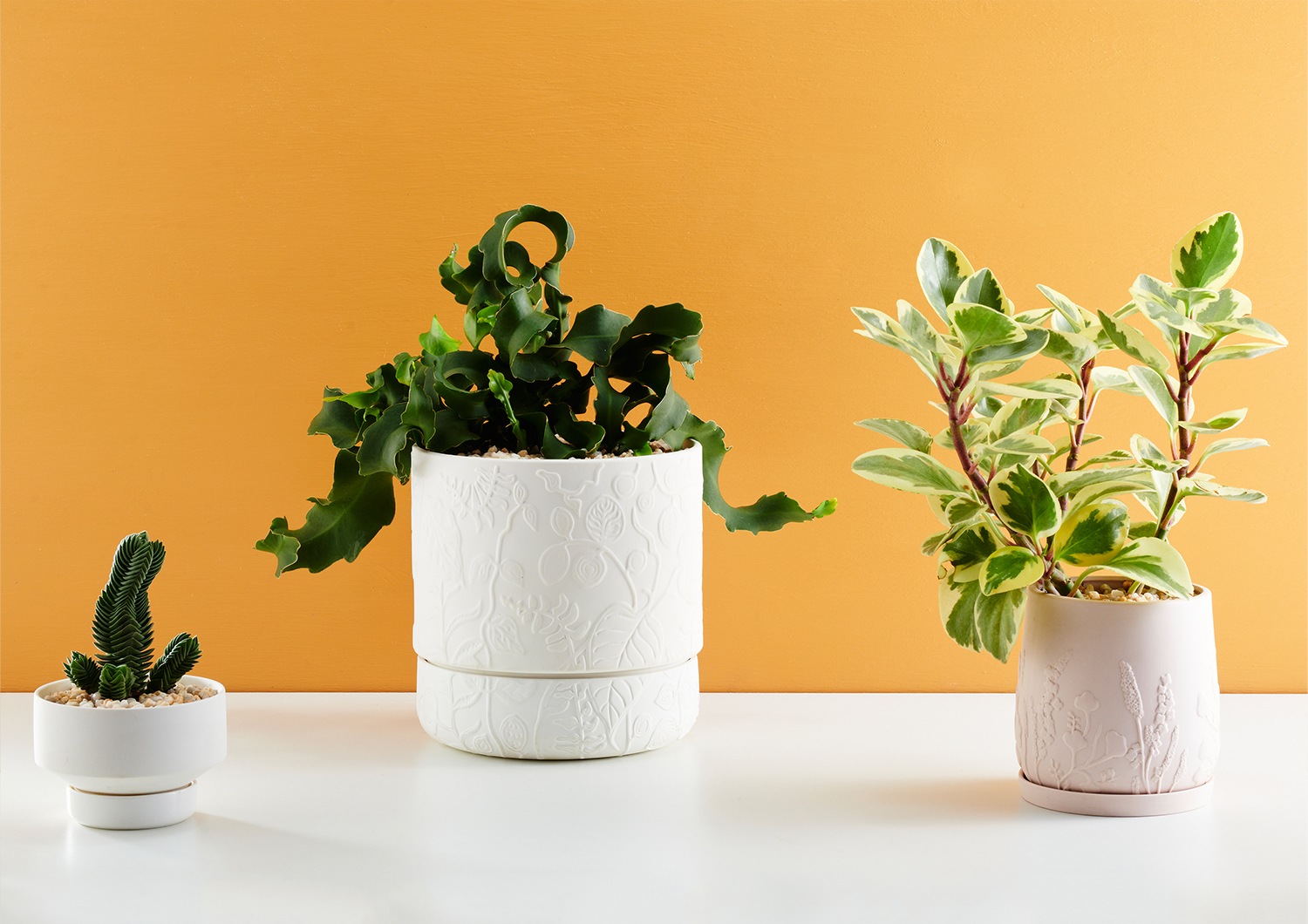 Ceramic Folia Relief Plant Pots | Modern Designer Colourful Plant Pots