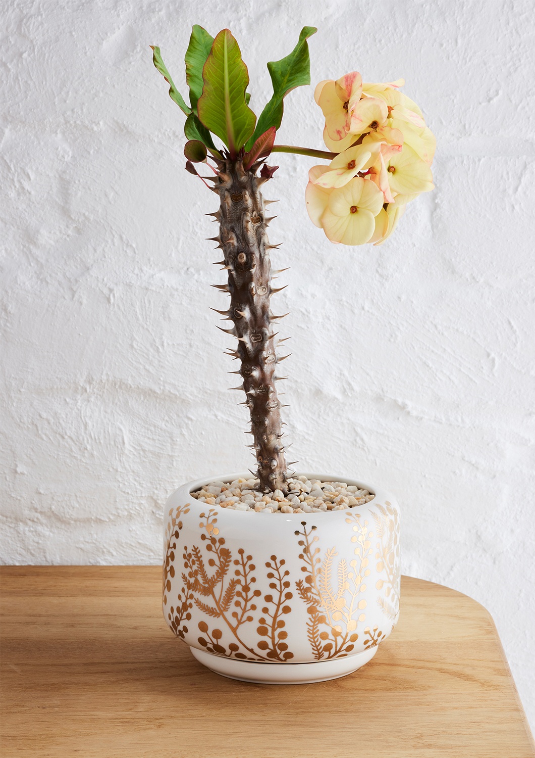 Decorative Succulent Pots - Angus & Celeste