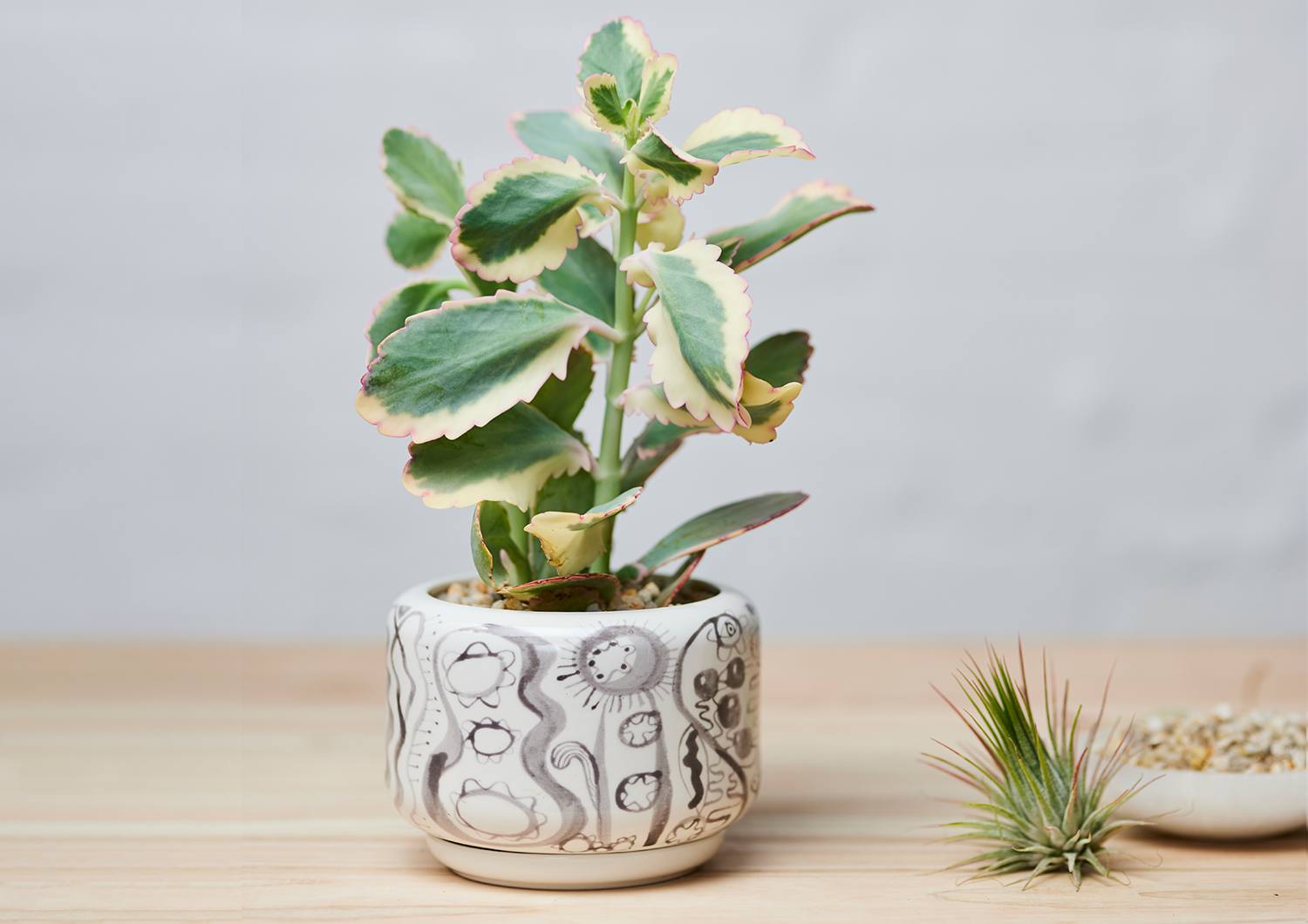 Decorative Succulent Pots - Angus & Celeste