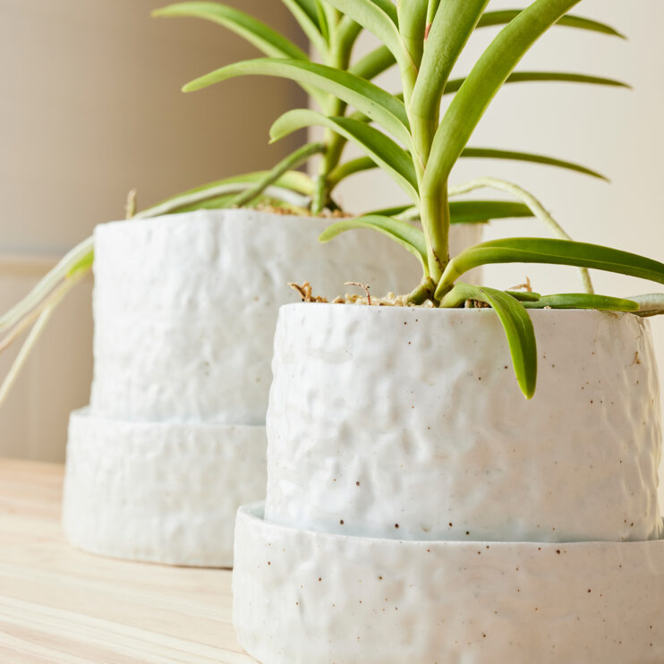 Organic Planters - Angus & Celeste