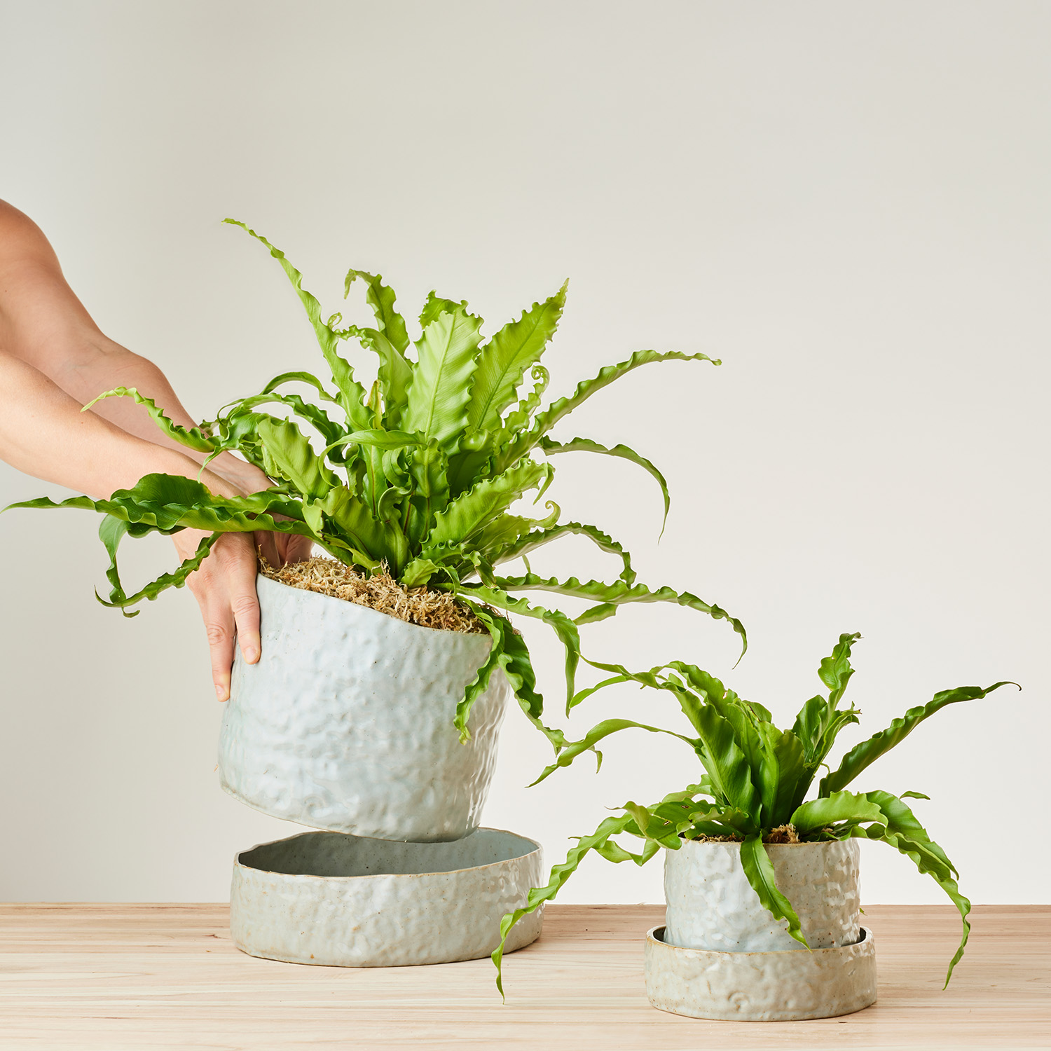 Organic Planters - Angus & Celeste