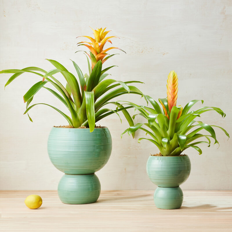 Spherical Plant Pots - Angus & Celeste